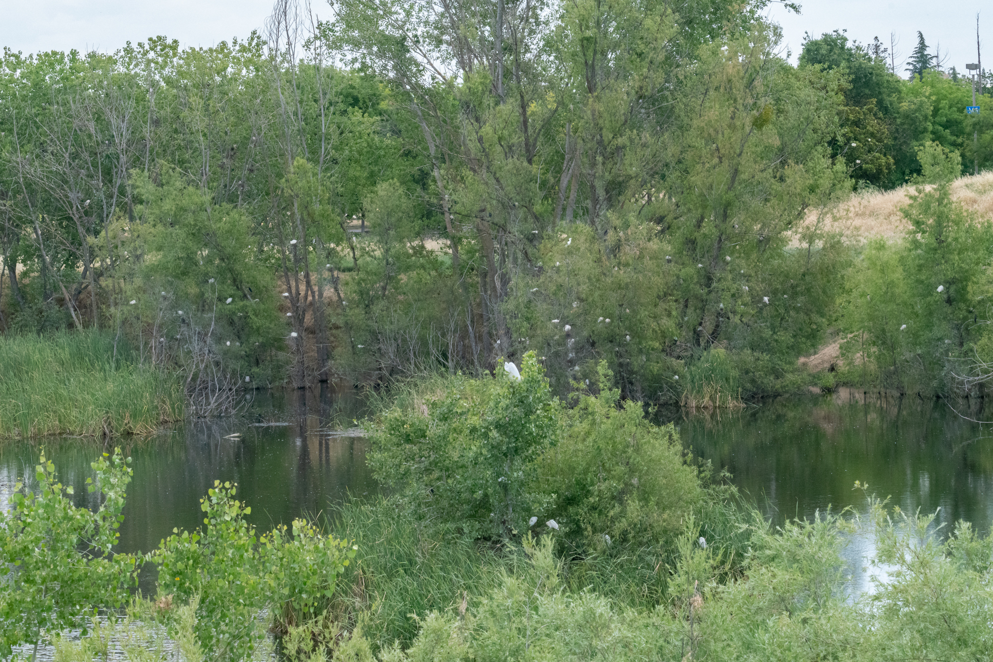Important Public Comment Opportunity! – Sacramento Heron and Egret Rescue